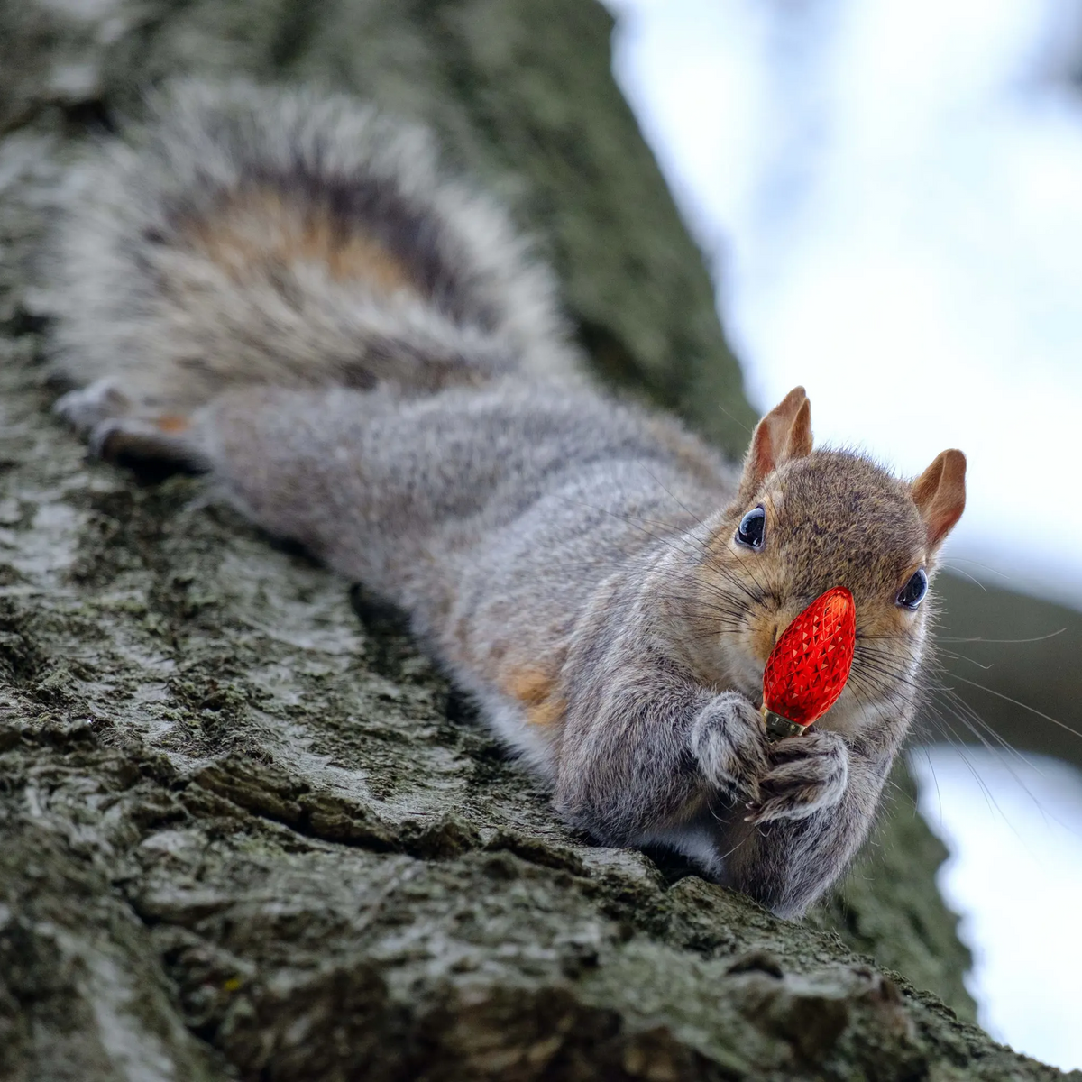 why don't squirrels get electrocuted
