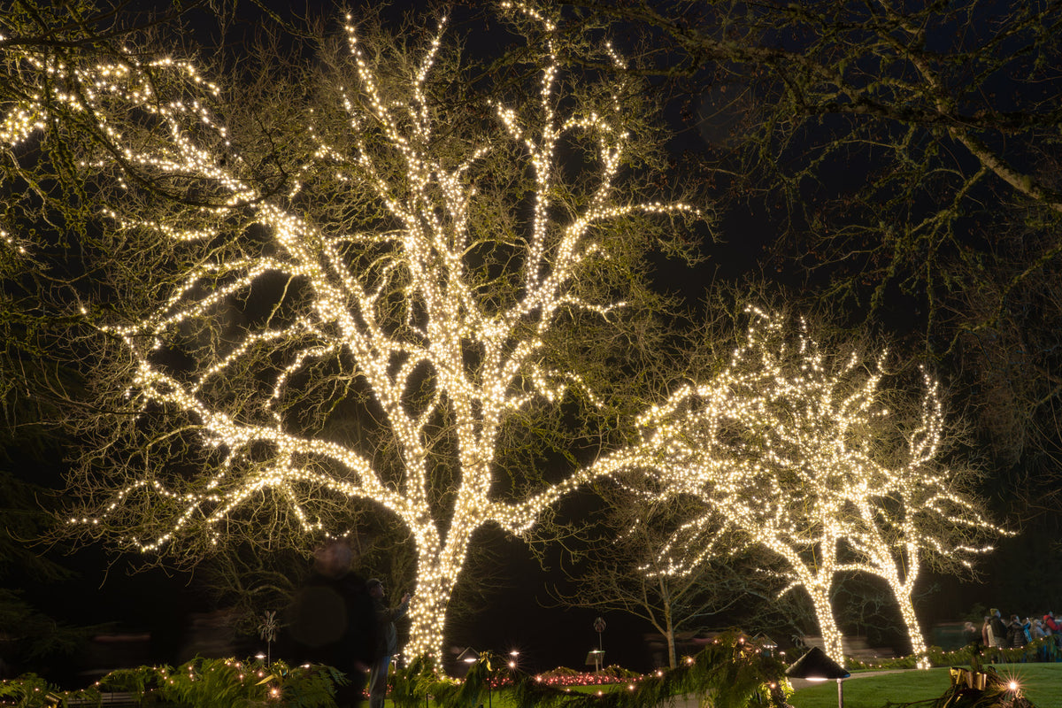 Professional and High Quality Christmas Lights and Decor | Big Star Lights